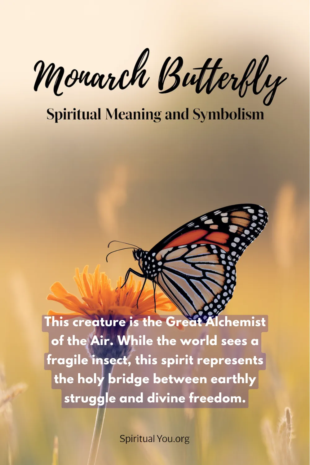 Monarch Butterfly Spiritual Meaning (7 Powerful Messages And Symbolism)